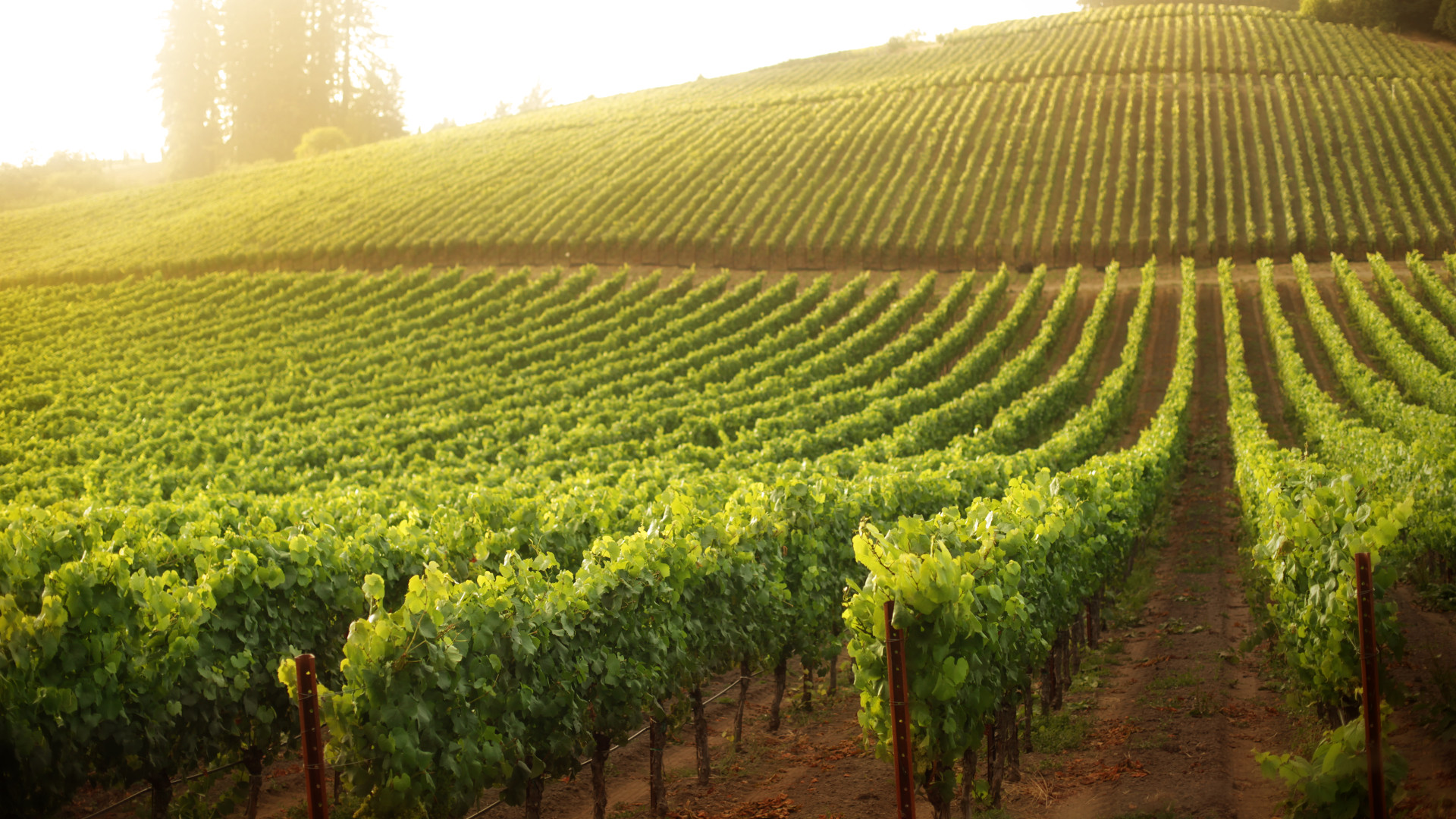 Carbocal+ – Betalia