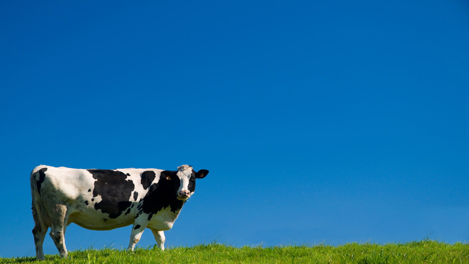 Vaca lechera – Betalia